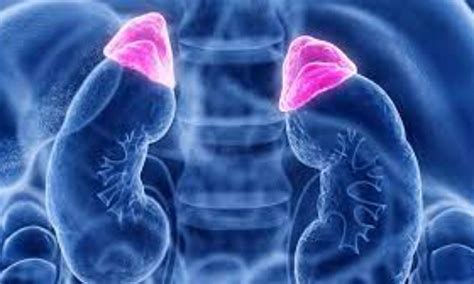 Adrenalectomy During Radical Nephrectomy May Not Improve Survival In