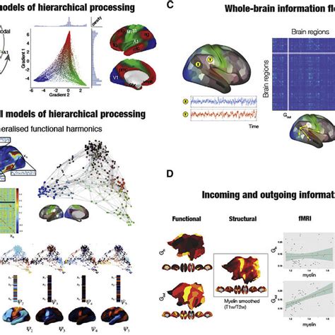 Functional Hierarchical Organization Of Brain States A Left Download Scientific Diagram