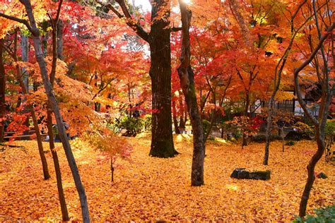 Eikando Temple Kyoto Beautiful Autumn Foliage