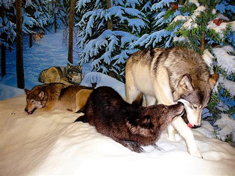 Why Ecosystems Need Healthy Populations Of Apex Predators To Be Restored