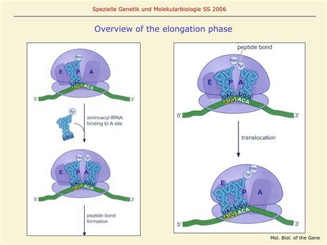Ppt Ribosomes Powerpoint Presentation Free Download Id3683460
