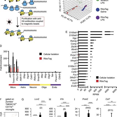 Translational Ribosomal Profiling Of Microglial Transcriptomes Reveals Download Scientific