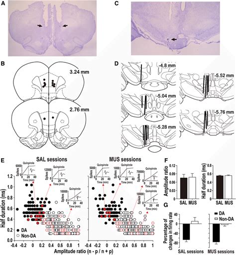 Histological Verification Of Injection And Recording Sites And Download Scientific Diagram