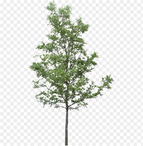 Tree Render Tree Photoshop Tree Sketches Landscape Tree PNG Transparent With Clear Background