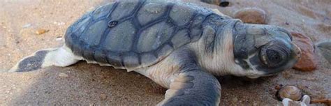 Flatback Sea Turtle