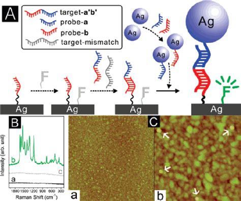 A Schematic Representation For The Detection Of Single Stranded Dna