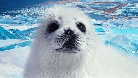 Байкал Удивительные приключения Юмы 2020 смотреть онлайн Memocast