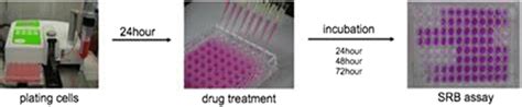 Determination Of Cell Proliferation By Srb Assay In Different
