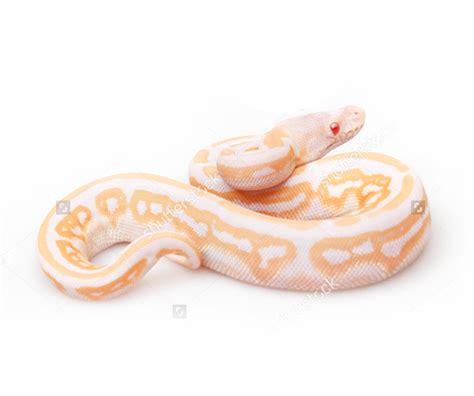White Pied Python Genetic Dreams