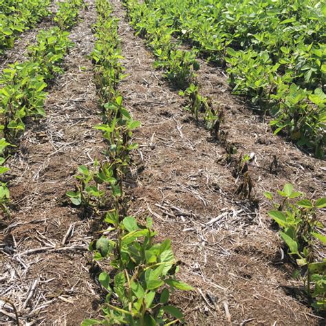 Phytophthora Root Rot In Soybeans Conventional Syngenta Canada