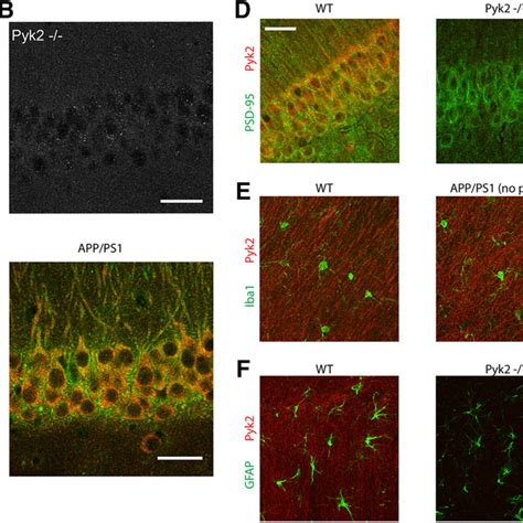 Pyk2 Is Expressed By Neurons A B Representative Immunofluorescent