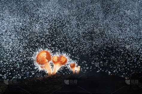 热带雨林中的库克纳蘑菇。