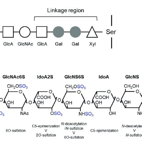 Schematic Representation Of Heparan Sulfate Hs Biosynthesis And