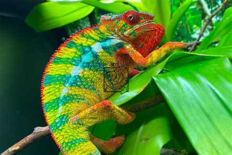 Bibi Wc Yellow Body Blue Bar Ambilobe Panther Chameleon