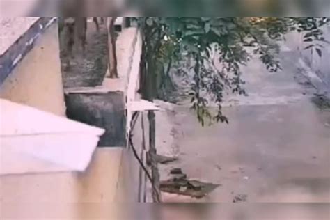 盘点全网那些最搞笑的狗子，它们也有大型尴尬现场，真是搞笑！全网盘点