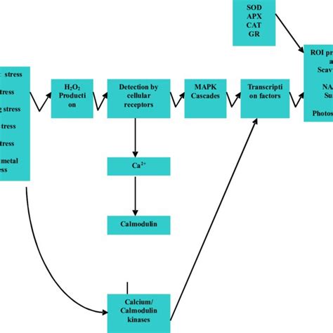 Activation Of Signal Transduction Events During Oxidative Stress Download Scientific Diagram