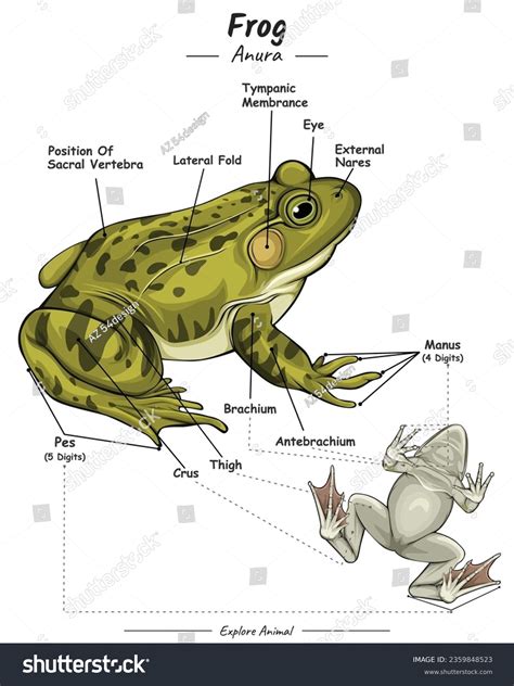 Frog Body Diagram Vector Body Parts Of The Cute Cartoon Frog Animals