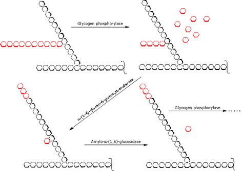 Glycogenolysis Definition Pathway Regulation In Muscle And Liver