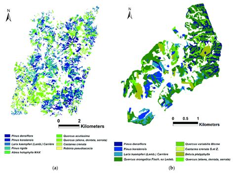 Tree Species Classification Map Using Cnns With Highest Accuracy In