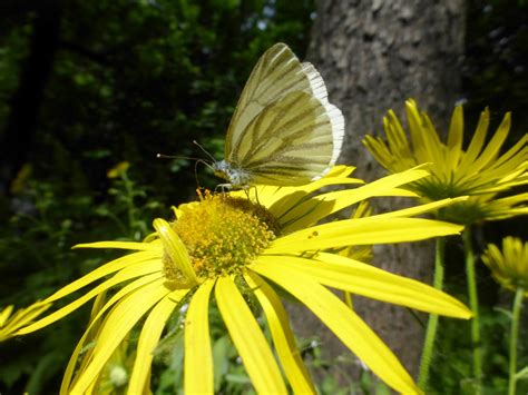 Бабочка и цветок Татьяна Лобанова Социальная сеть ФотоКто