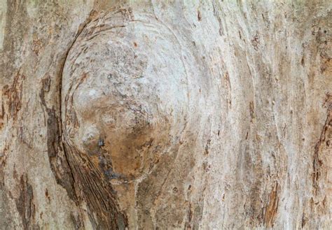 Tree Trunk Nature Bark Texture Pattern Wood For Background Image Horizontal Stock Image Image
