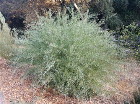 The Best Australian Foliage Picks For Southern California Fine Gardening