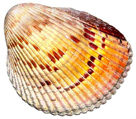 A Shell Of A Time Columbia Metropolitan Magazine