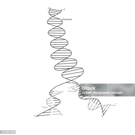 The New Strand Of Target Dna Was Synthesized After Specific Primer Binding That Showed The