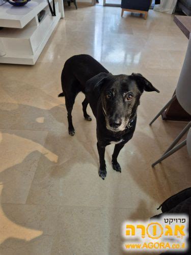 תמונה של כלב למסירה בחינם מודעה 3035682