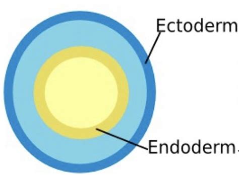 Animales Bio Lab Quizlet