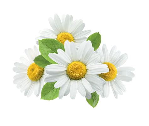 Chamomile Extract Supplier For Food Supplements