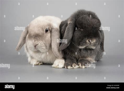 Bunny Rabbits, UK Stock Photo - Alamy