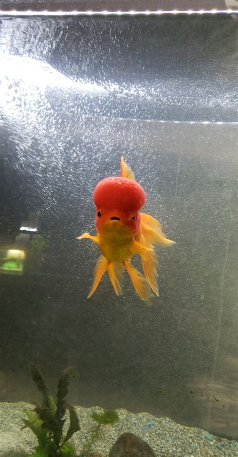 Dumpy Said What 🤣 Rgoldfish