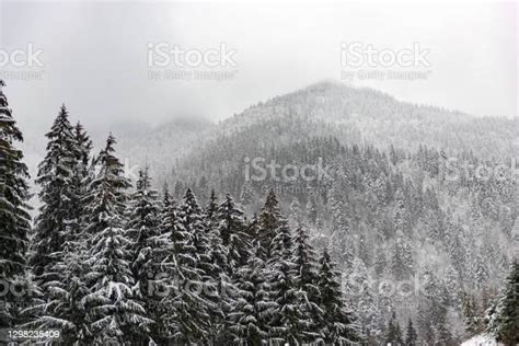 강한 눈이 내린 후 눈으로 뒤덮인 겨울 전나무와 소나무 숲 0명에 대한 스톡 사진 및 기타 이미지 0명 겨울 경관 Istock