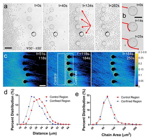 Locomotion Of Microrobotic Swarms Through Confined Environments A