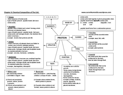 Chapter 4 Protein Mind Map Pdf Pdf Amine Acid