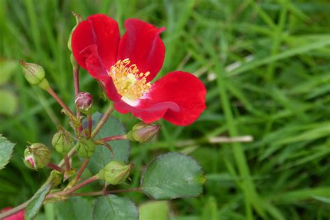 图片素材 厂 花瓣 盛开 玫瑰 红 植物学 植物群 野花 灌木 芽 宏观摄影 开花植物 年生植物 陆地植物 红