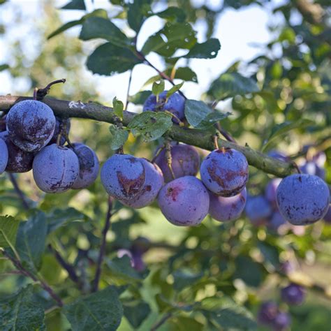 Plommon Plommonträd Fruktträd Trädgårdsväxter