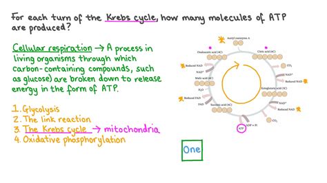 How Many Atp Are Produced In Krebs Cycle From One Glucose Molecule At Celeste Fillmore Blog