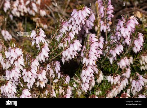 Snow Bell Heather Snow Heather Stock With Several Flower Panicles With Many Pink Flowers Stock