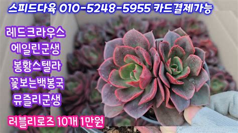 25314 🌹에일린군생 레드크라우스 봉황스텔라 뮤즐리군생 꽃보는다육 백봉국 러블리로즈 10개 1만원 🌹 스피드다육 010