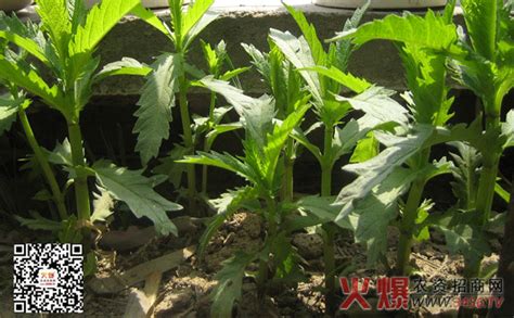 陕西天麻种植 陕西商洛天麻种植基地 天麻地膜栽培新技术 大山谷图库