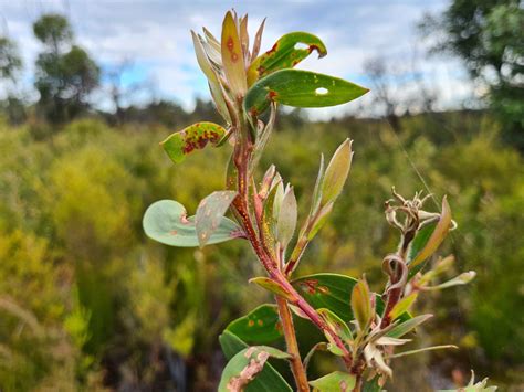 Assessing The Impacts Of Myrtle Rust On Forest Dynamics And Function