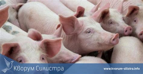 Три хиляди прасета изгоряха при голям пожар в силистренска свинеферма Кворум Силистра