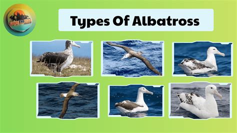 25 Types Of Albatross Pictures And Identification