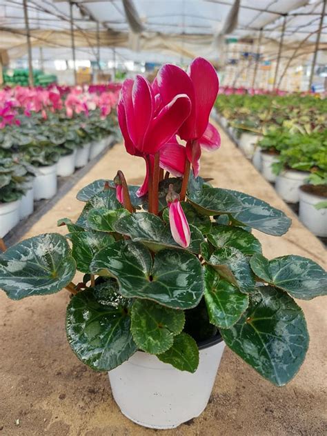 Расадник за цвеќиња Дабиле Home Facebook