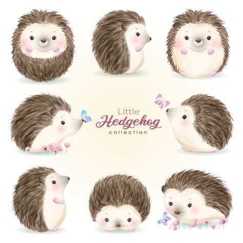 Premium Vector Cute Doodle Hedgehog Set With Watercolor Illustration