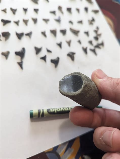 Fossils From Aurora Nc Phosphate Mines R Fossilid