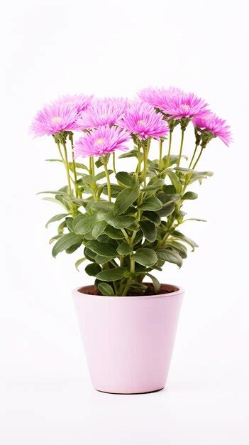 Premium Ai Image Photo Of Aster Flower In Pot Isolated On White