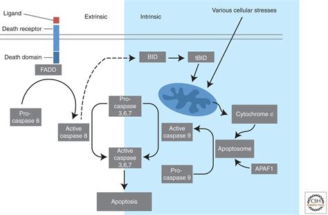 Caspase Functions In Cell Death And Disease
